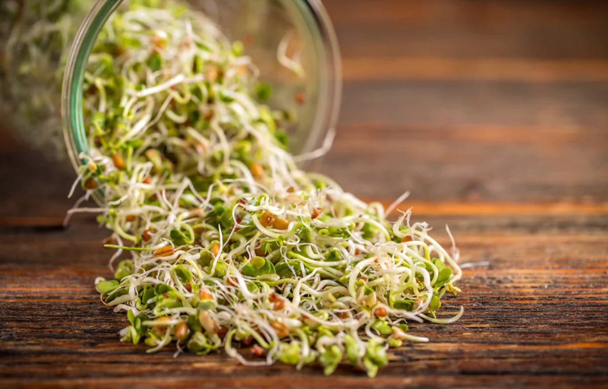 Everything you need to know about sprouting at home — Artisanal Australia